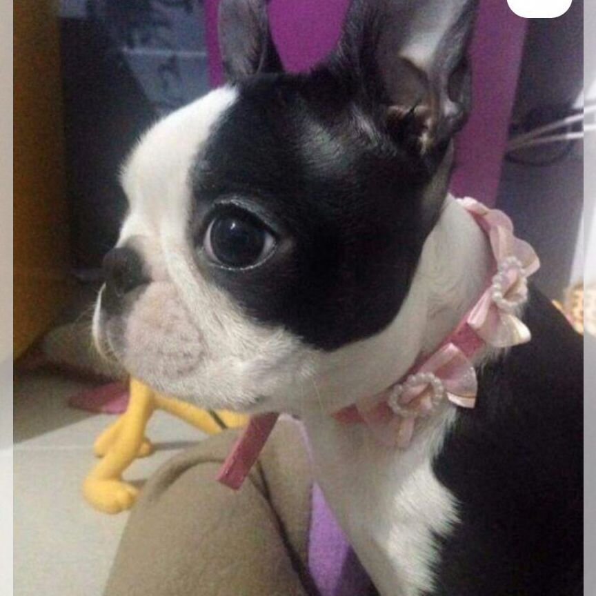 Бостон-терьер, взрослая собака