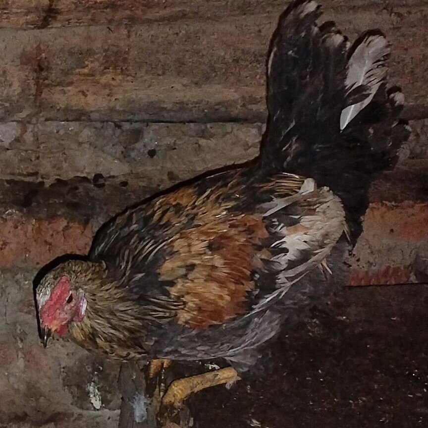 Молодые петухи