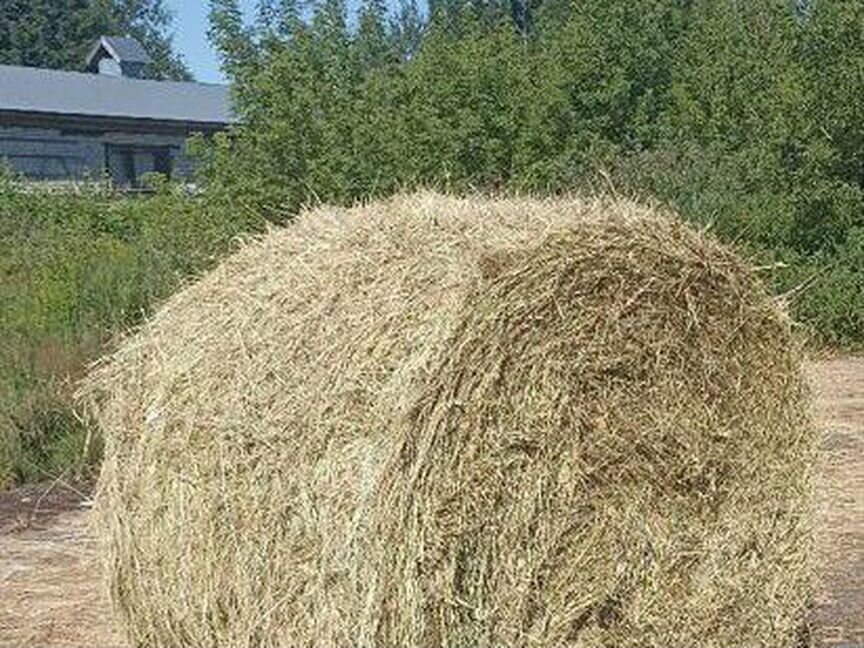 Сено в рулонах