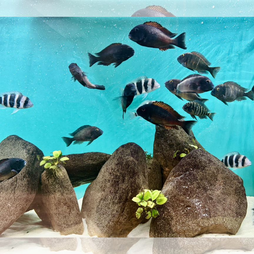 Трофеус Молиро, (tropheus moliro)