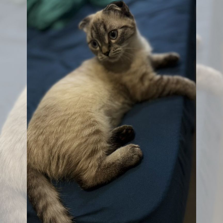 Шотландский вислоухий длинношёрстный котёнок