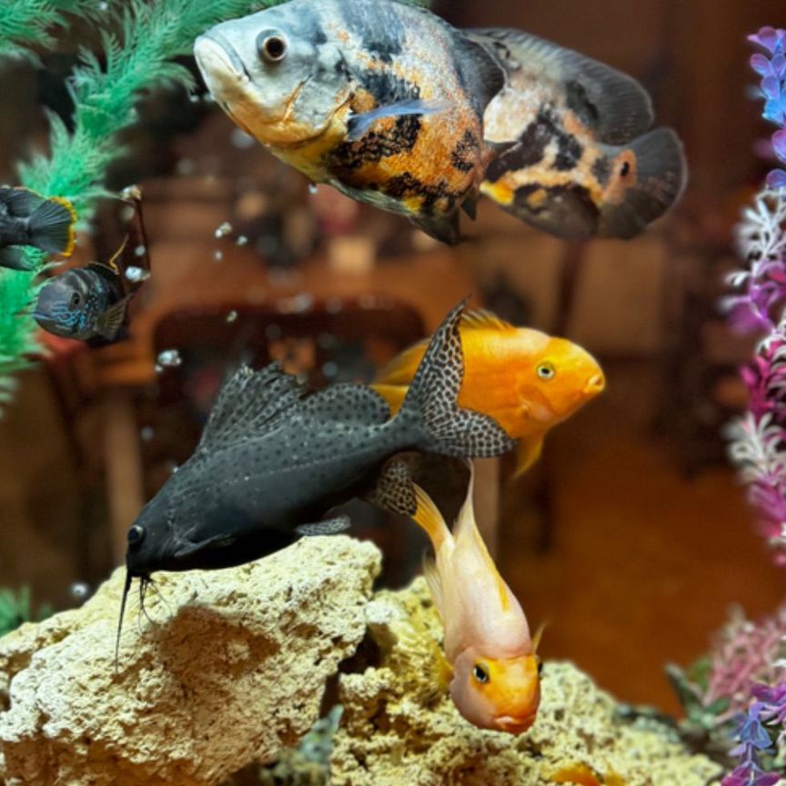 Аквариумные рыбы