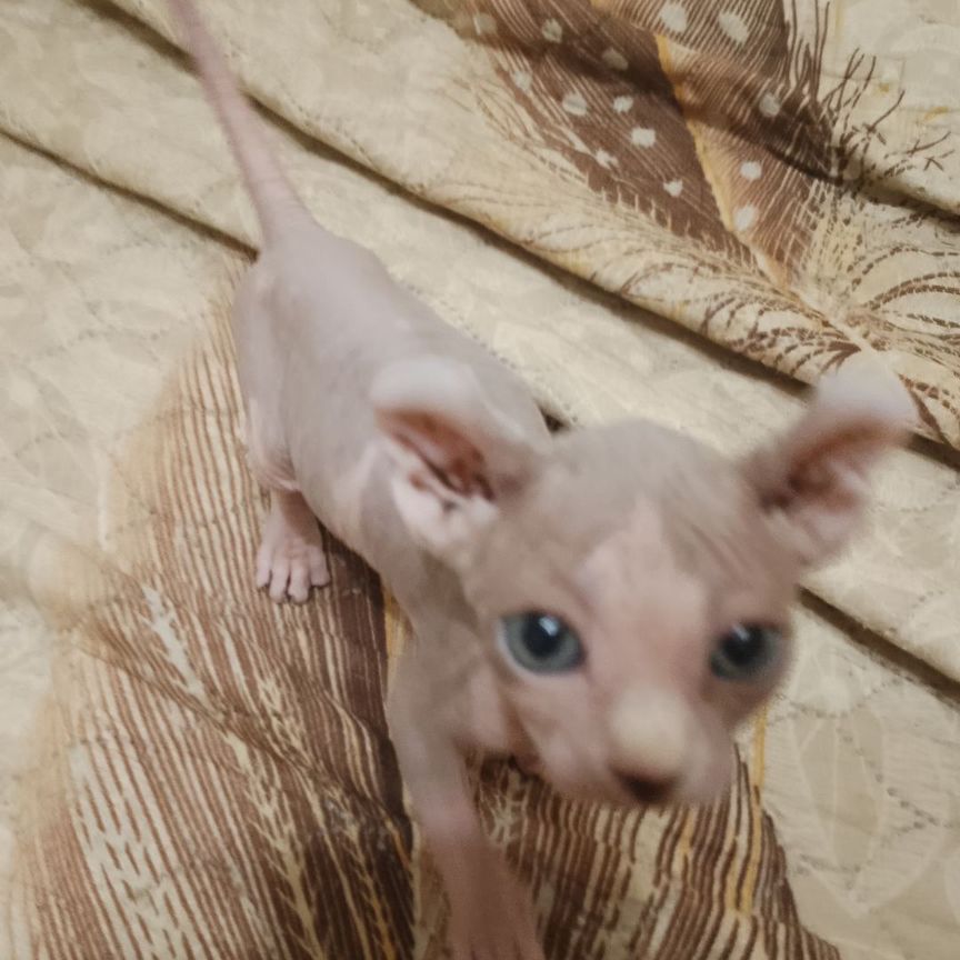 Канадский сфинкс эльф котенок