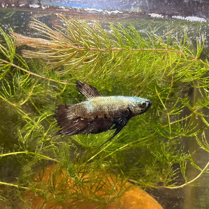 Аквариумные рыбки петушок