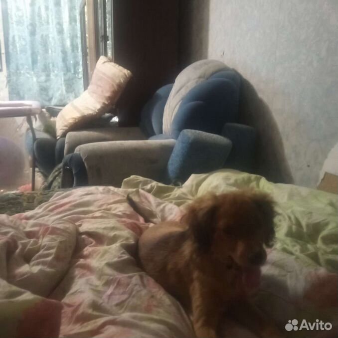 Собака русский спаниель