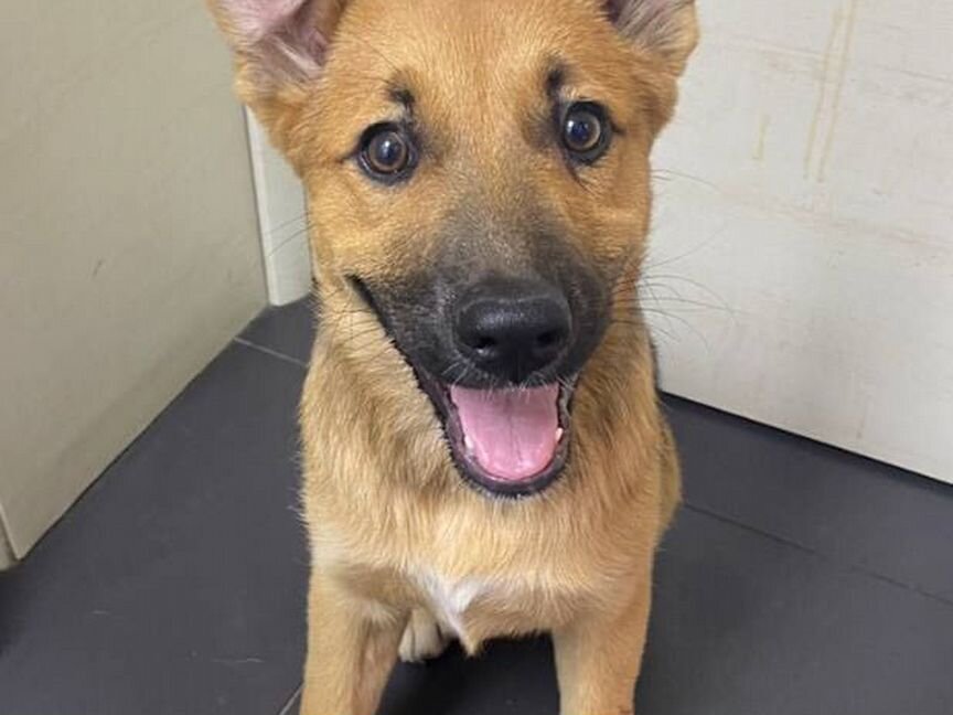 Маленькой собачке нужен дом