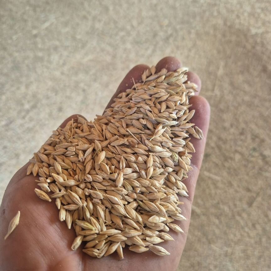 Ячмень яровой