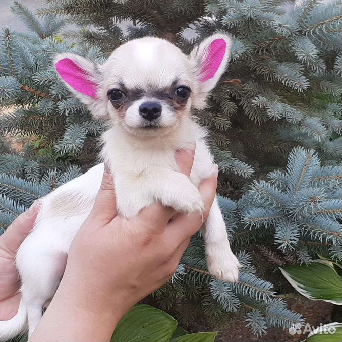 Чихуахуа мальчишечка мини