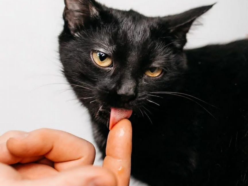 Котики в добрые руки