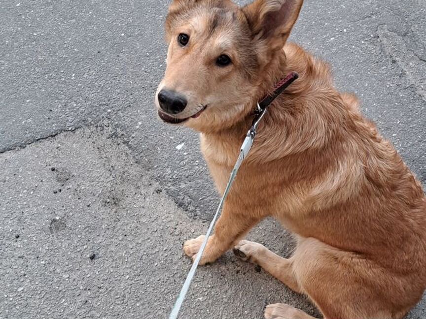 Западно сибирская лайка в добрые руки