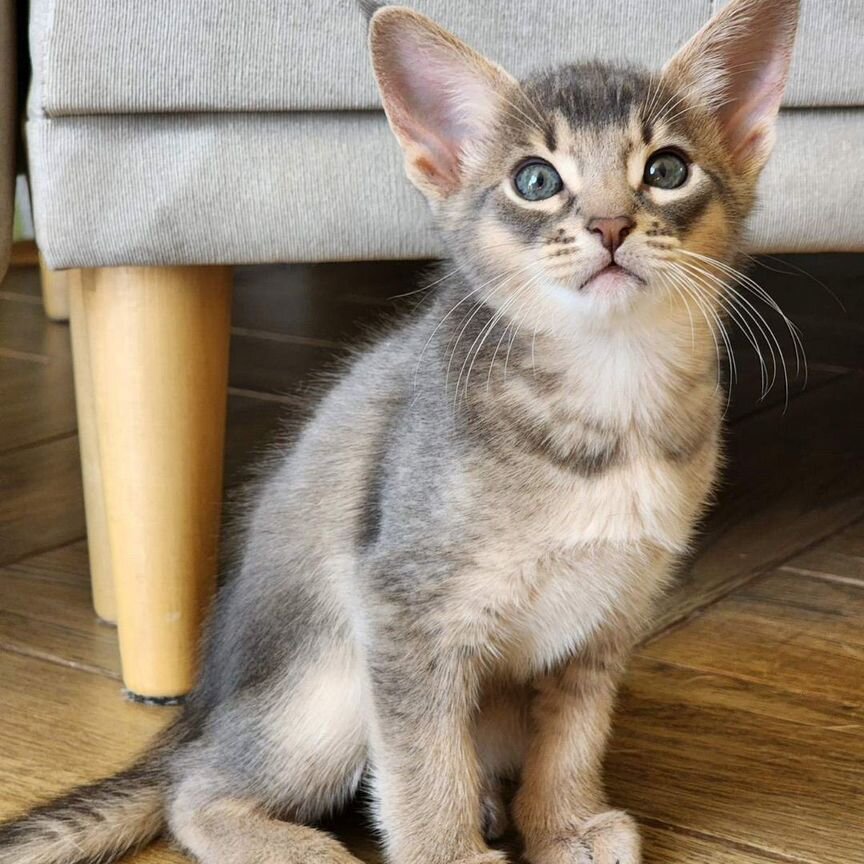 Котёнок Басик абесинец
