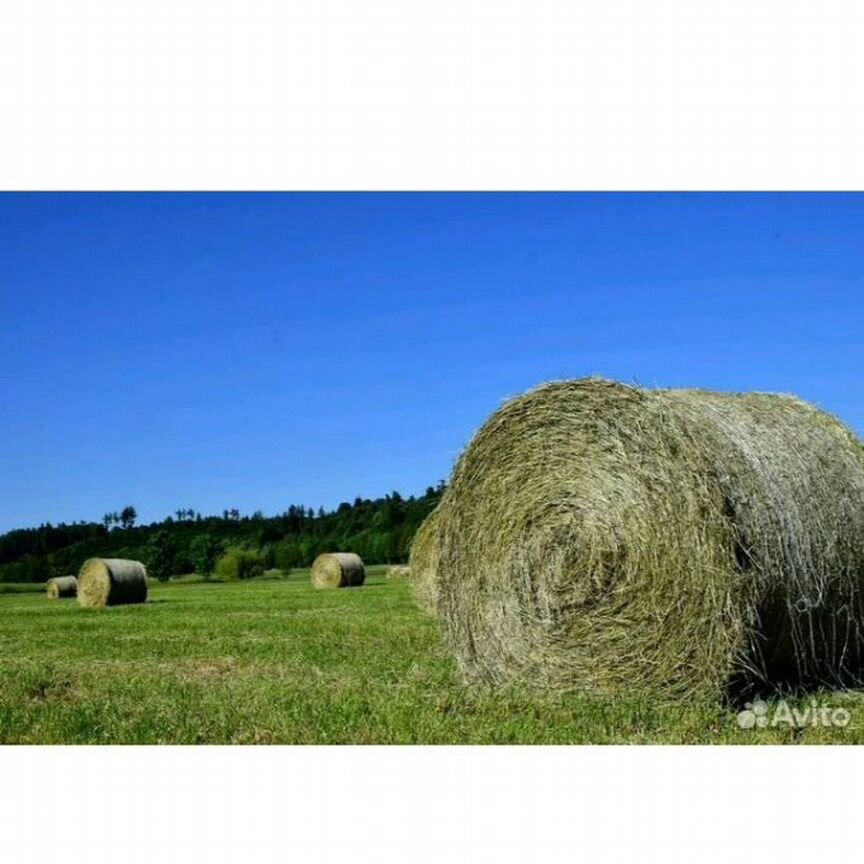 Сено в рулонах Солома ячменая пшеничная