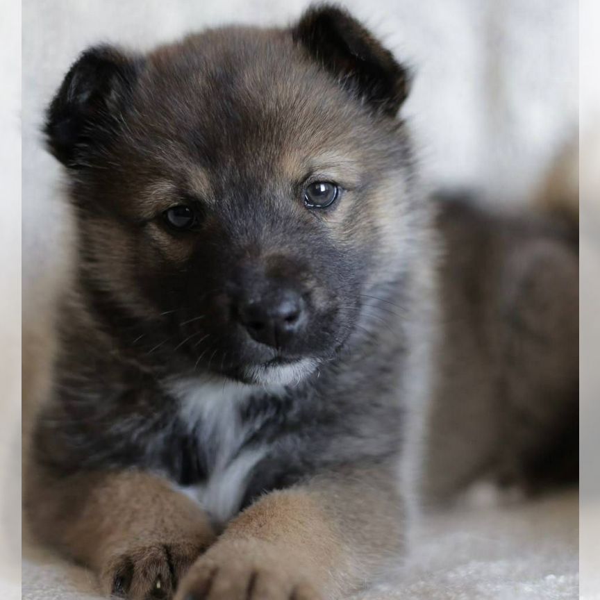 Щенок в добрые руки