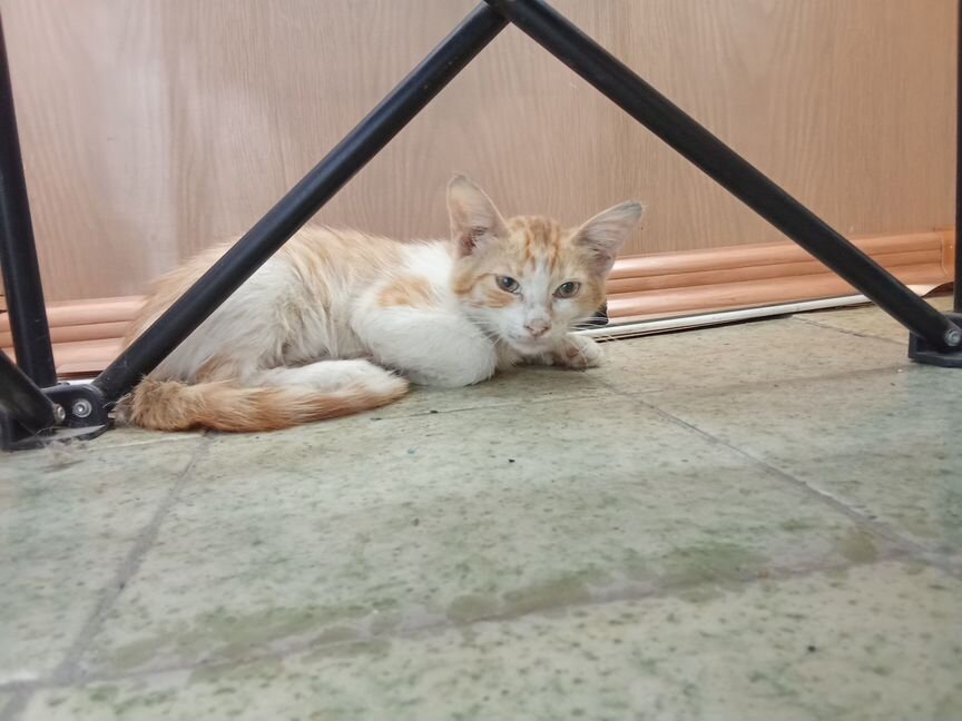 Котенку грозит смерть
