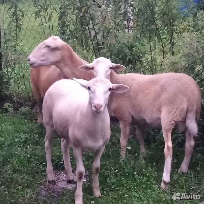 Барашки кутумской породы