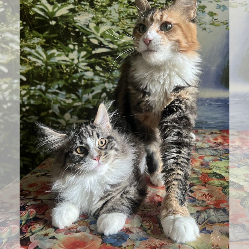 Мейн-кун котёнок