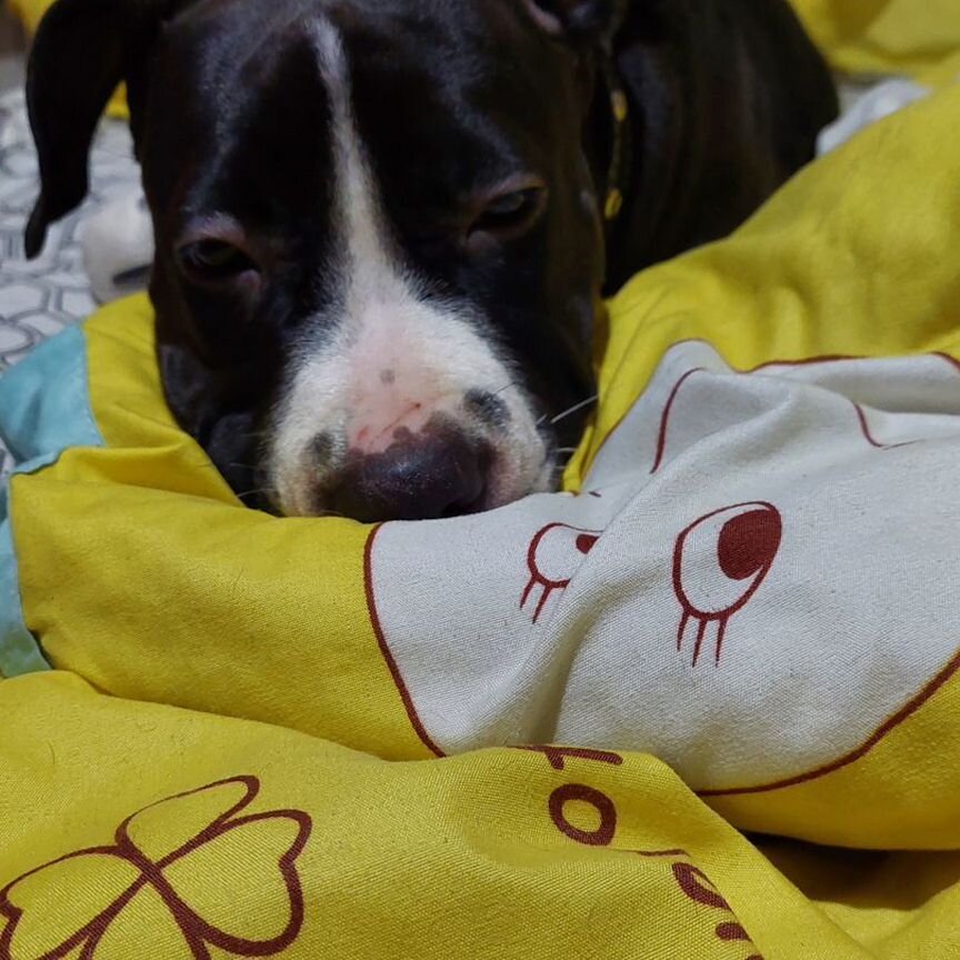 Отдам в добрые руки