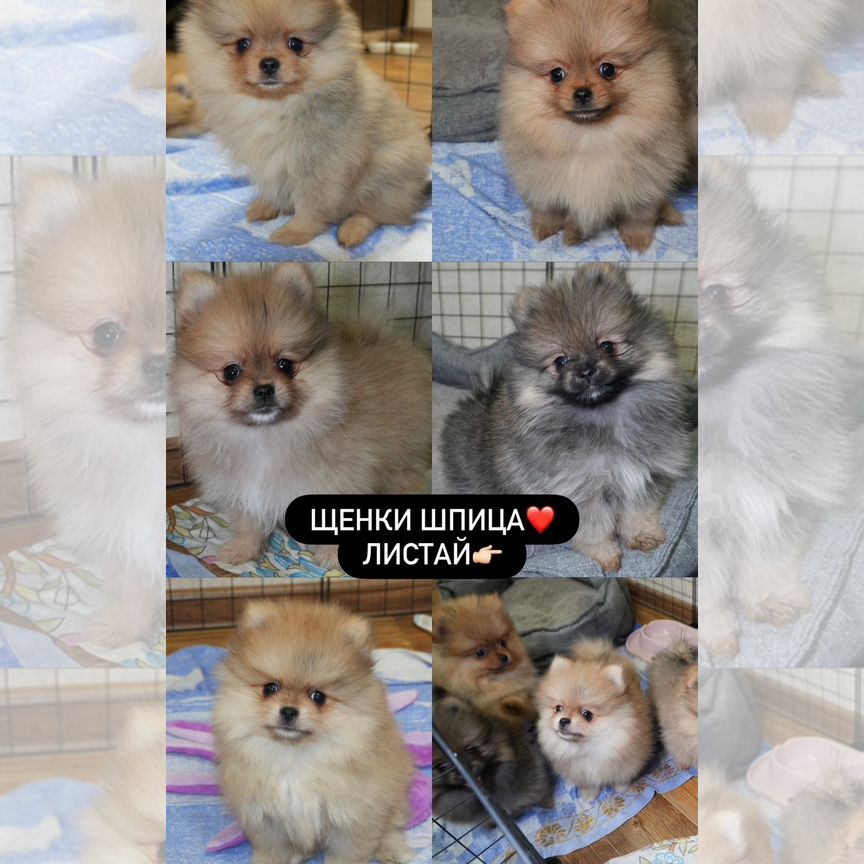 Померанский шпиц, щенок