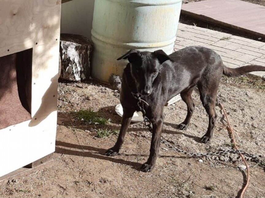 Собака на пристрой