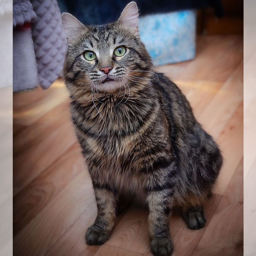 Кот Дэни с моим содержанием