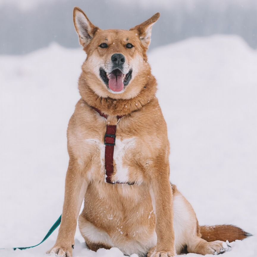 Люси станет вашим другом