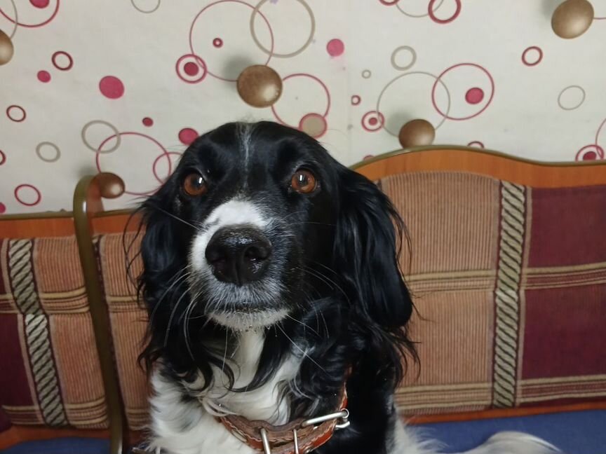 Мама английский кокер спаниель,папа Рос