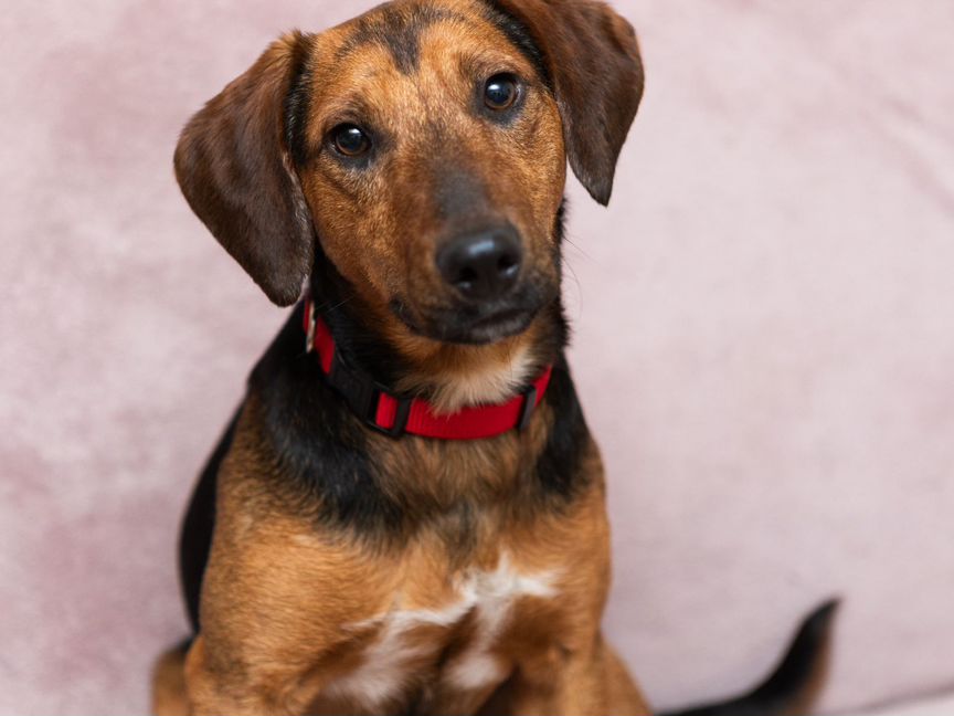 Бред Пит в добрые руки