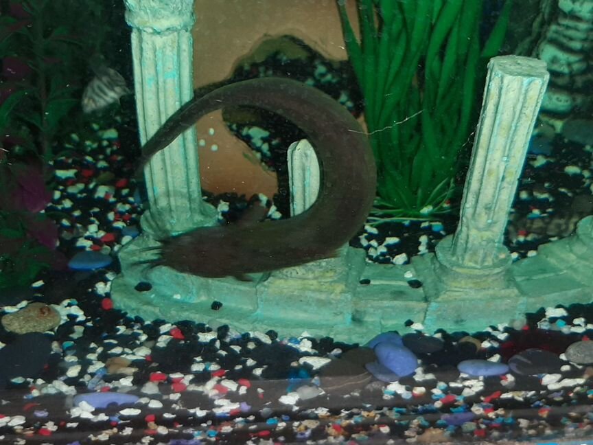 Мешкожаберный сом