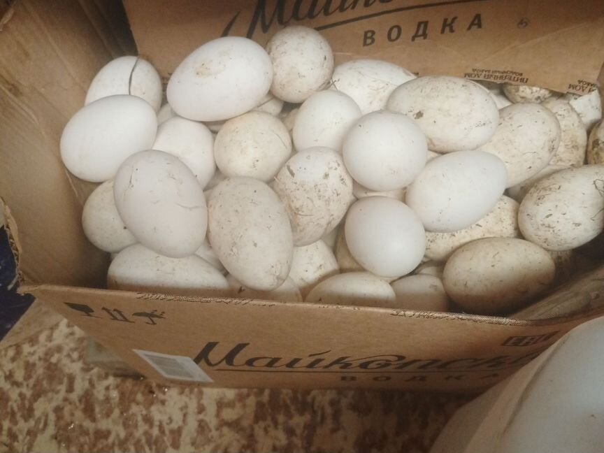Яйцо гусиное домашнее (Холмогорской+ Линда)
