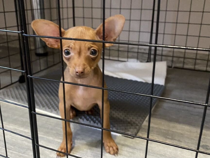 Мини той-терьер