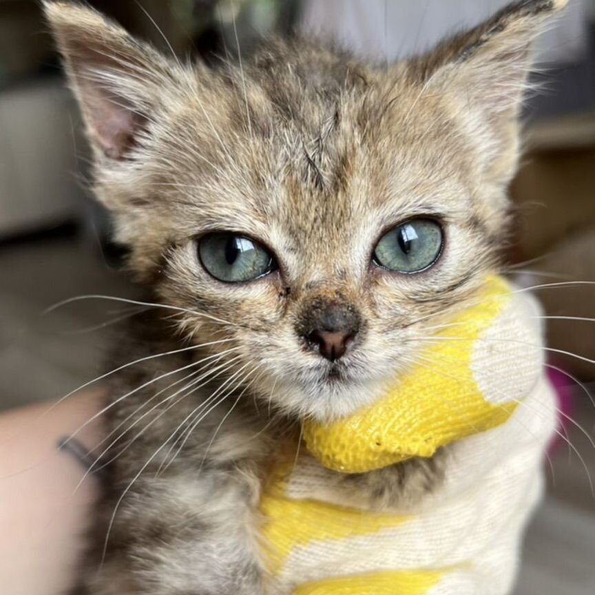 Котенок ищет куратора или дом