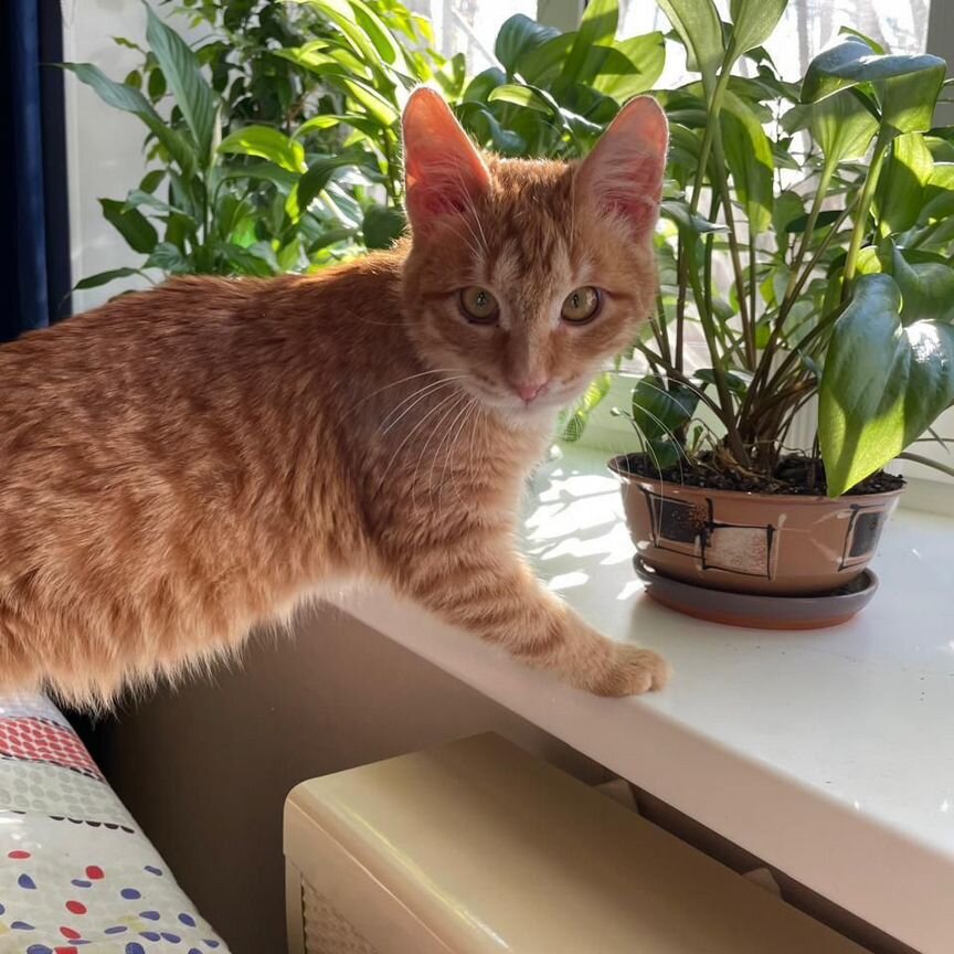 Рыжий котенок, 8 мес. в добрые руки