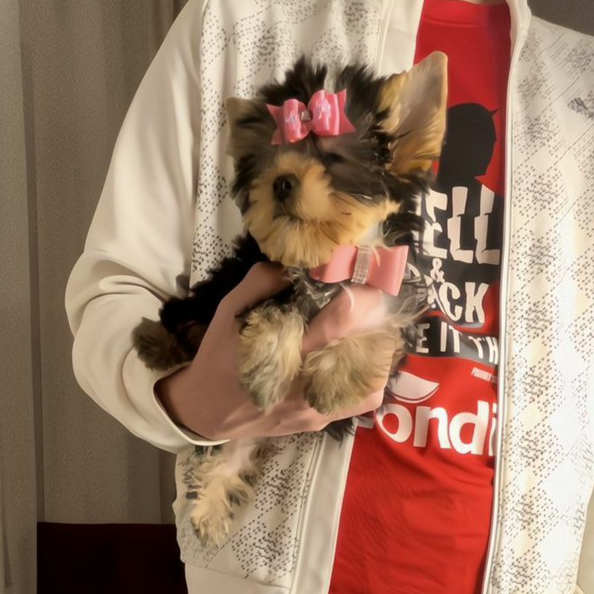 Йоркширский терьер, щенок