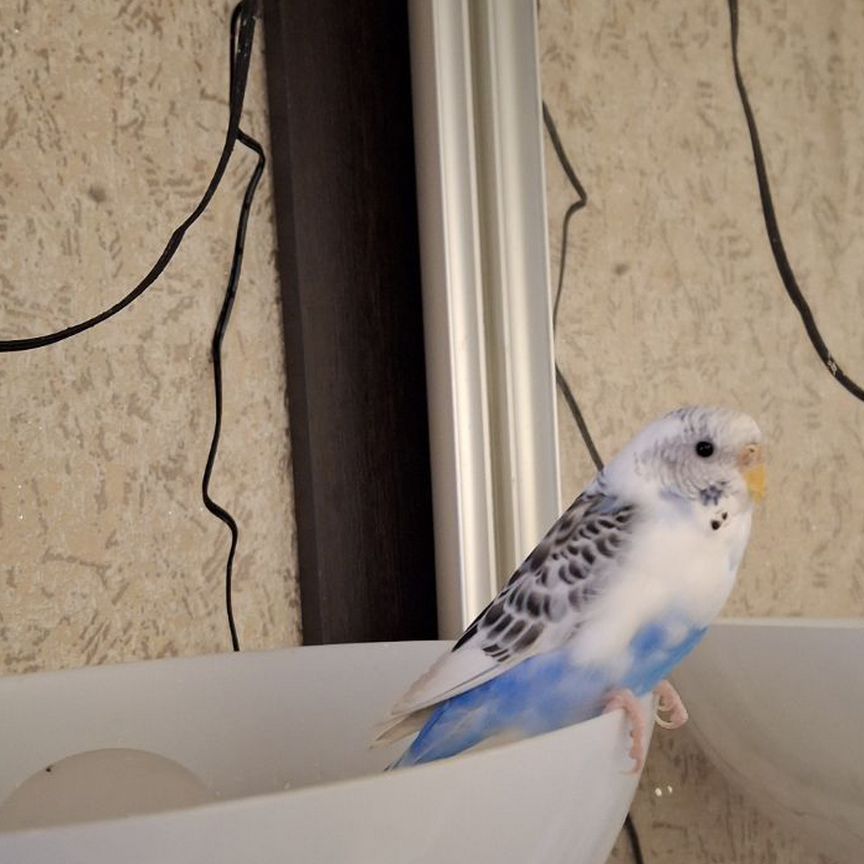 Волнистый попугай с клеткой