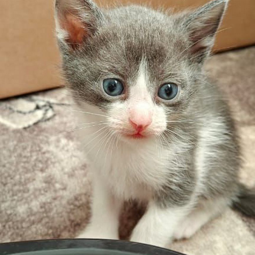 Отдам котят