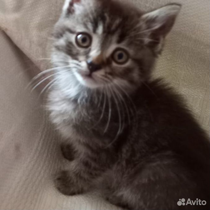Котёнок полупушистый мальчик 2 мес