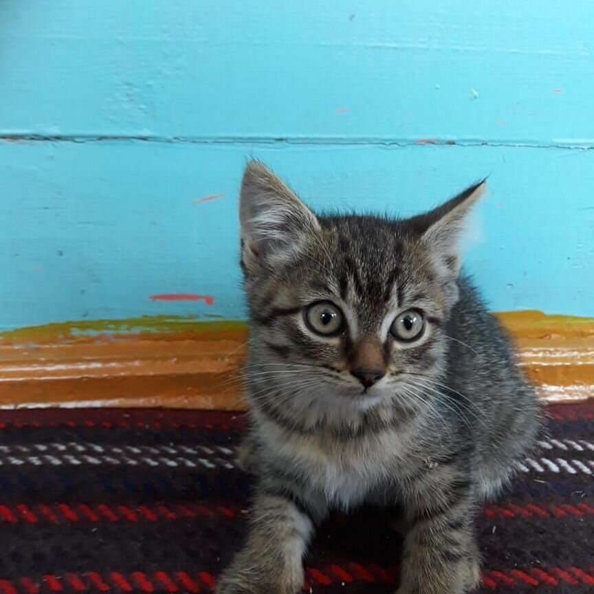 Котенок в дар