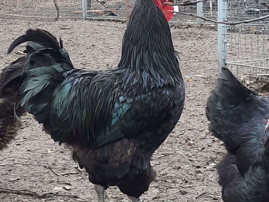 Инкубационное яйцо,цыплята