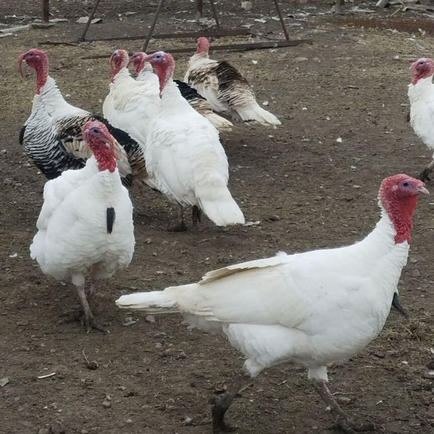 Индюки на племя