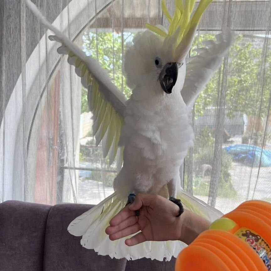 Попугай выкормыш супер ручной Какаду
