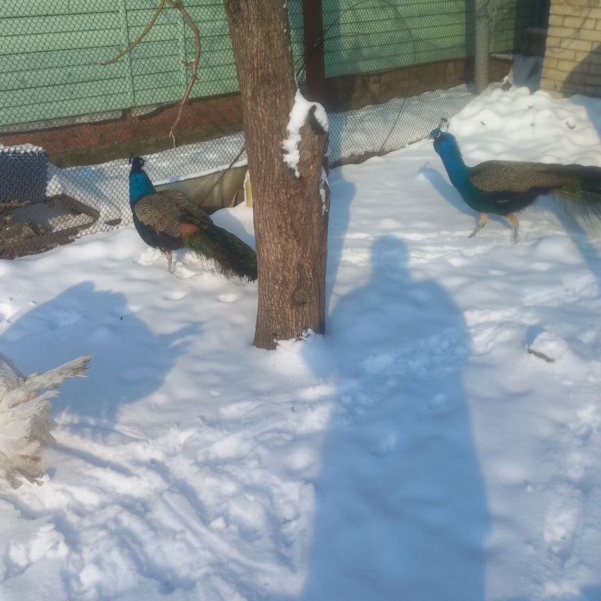 Голуби павлины продажа