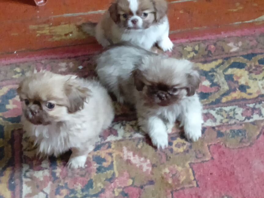 Щенки пекинеса