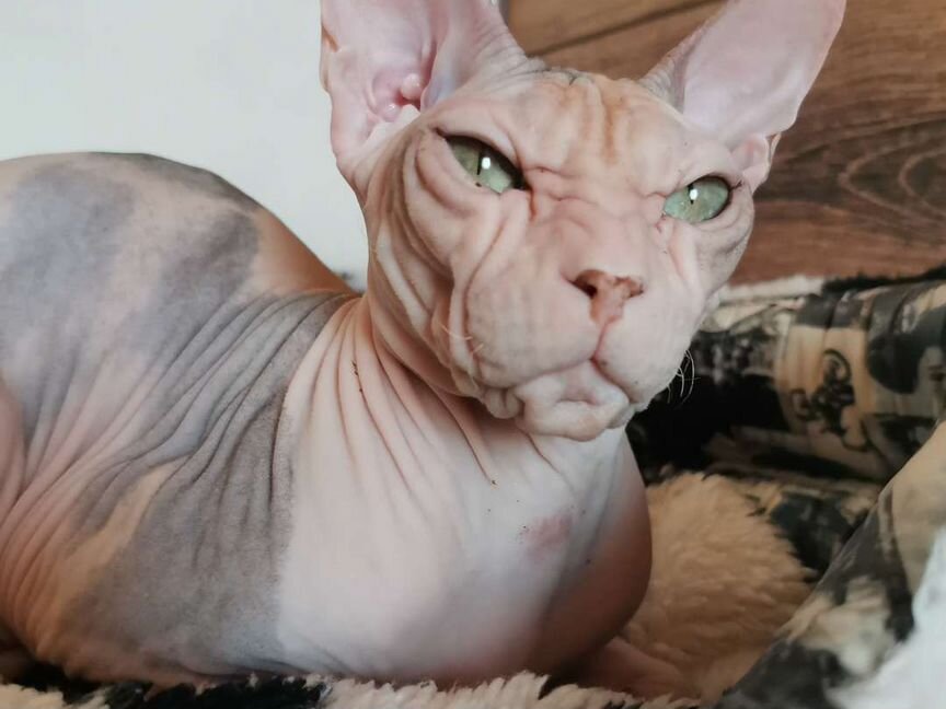 Кошки донской сфинкс