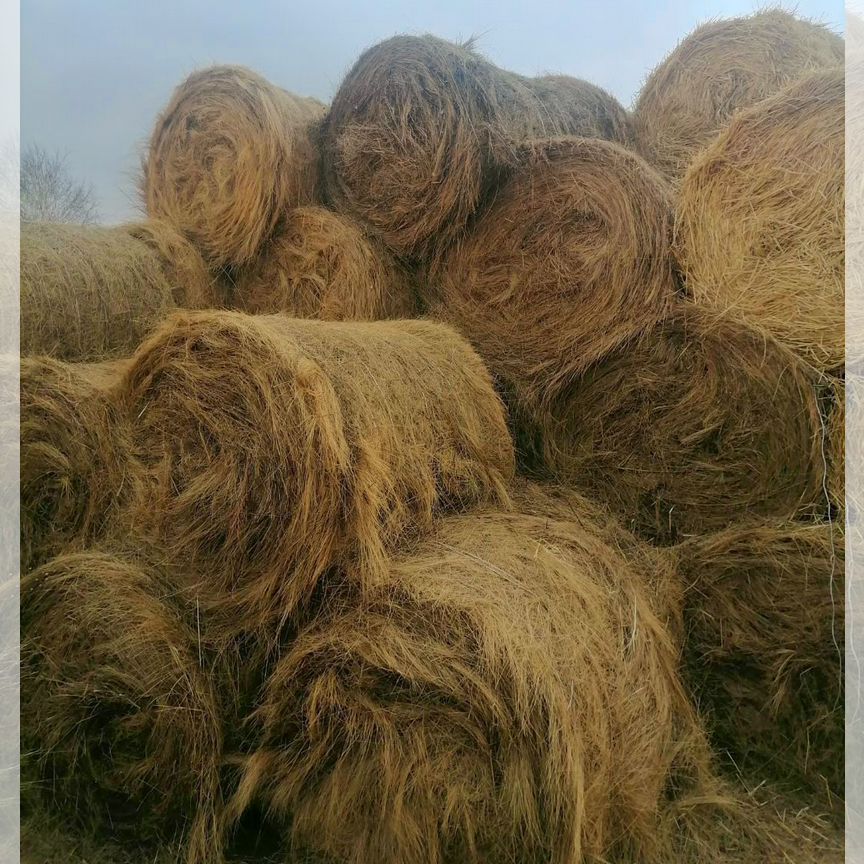 Продам сено в рулонах