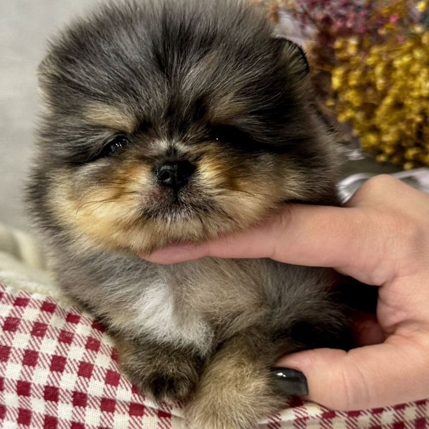 Померанский шпиц, щенок