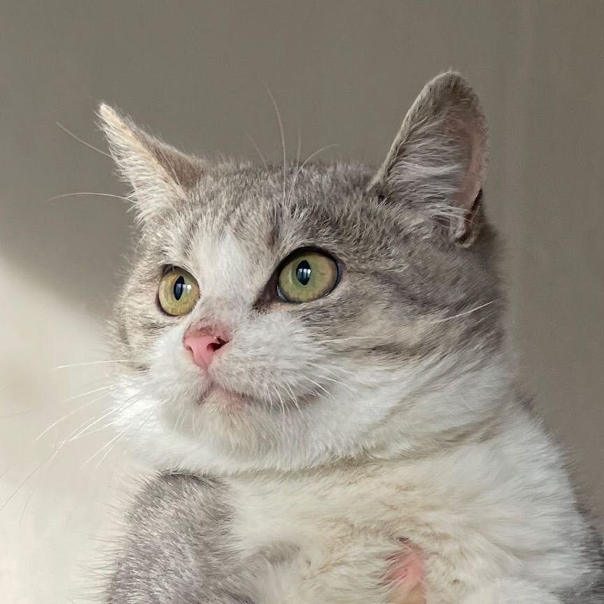 Няшная кошка 6 мес