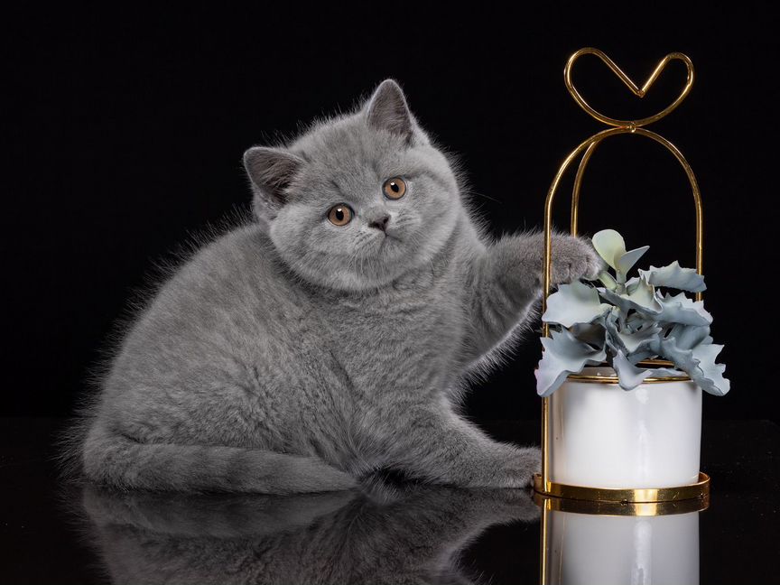 Британские котята