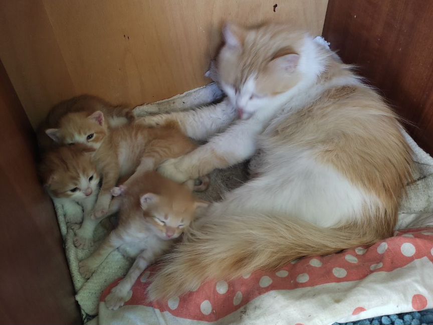 Котята в добрые руки бесплатно