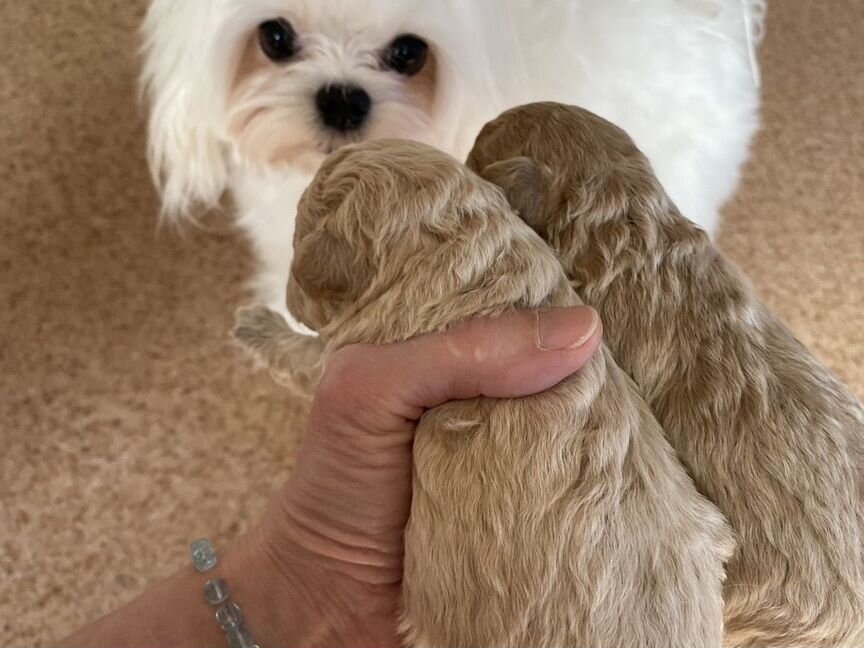 Зайки мальтипу