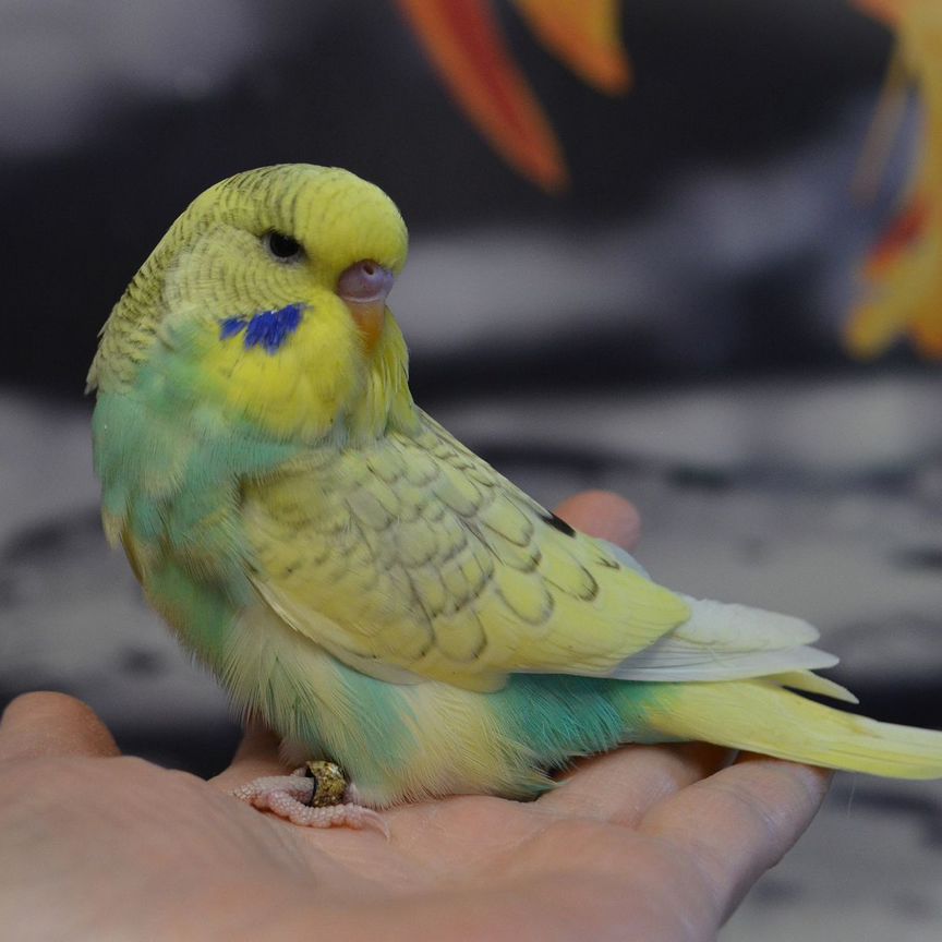 Птенцы волнистых попугаев - чехи